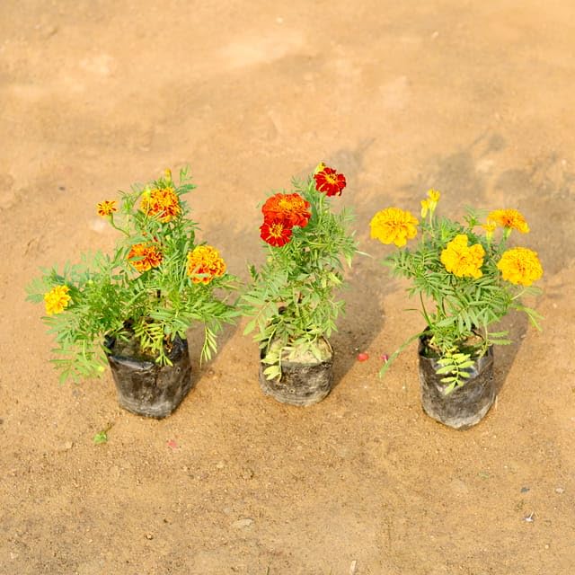 Set of 3 - Marigold Flower Genda French (Orange, Red & Yellow) in 4 ...