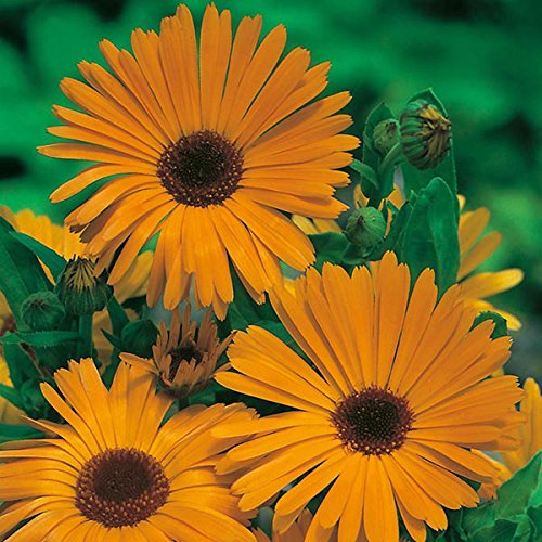 Creative Farmer Flower Seeds : Calendula Officinalis Fiesta Gitana ...