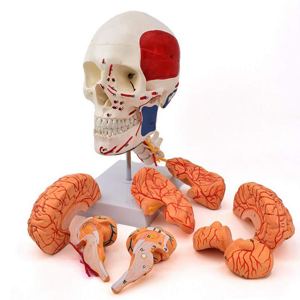 Buy Human Anatomy - Cranial Skull Model 3-Part Human Skull Model With ...