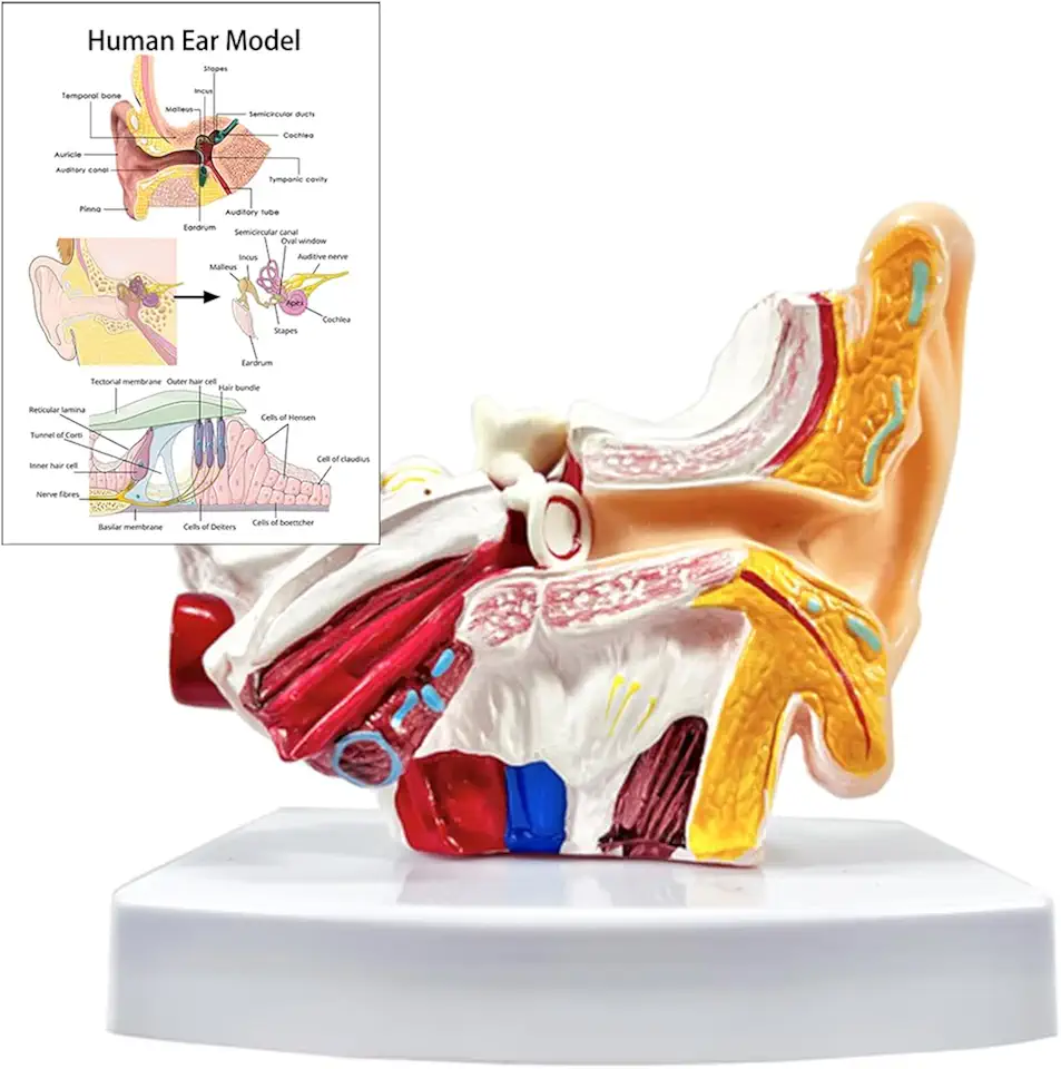 Stroke And Inner Ear: What's The Connection? | MedShun