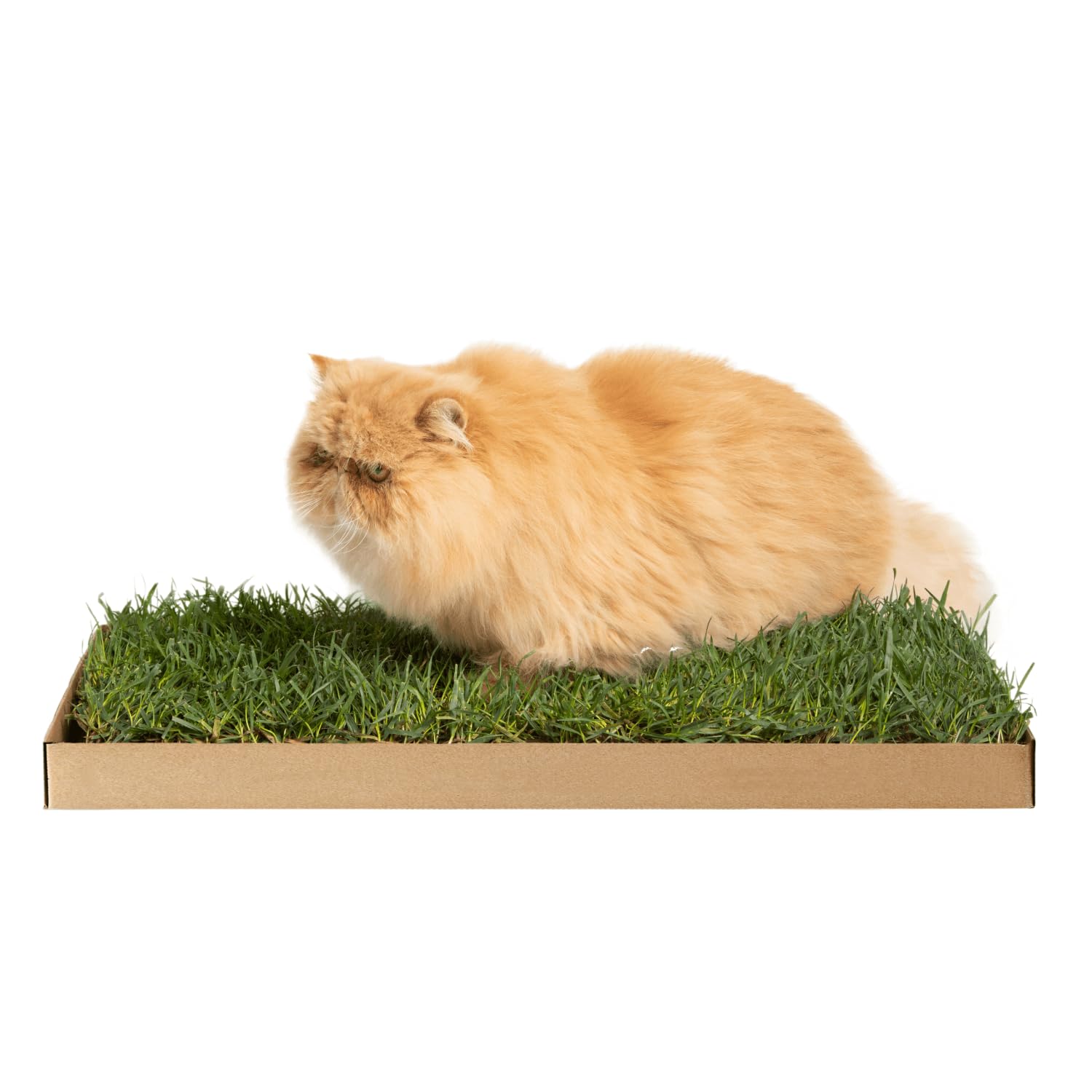 Snapklik.com : Kitty Lawn Real Grass Cat Window Perch - Natural Indoor ...