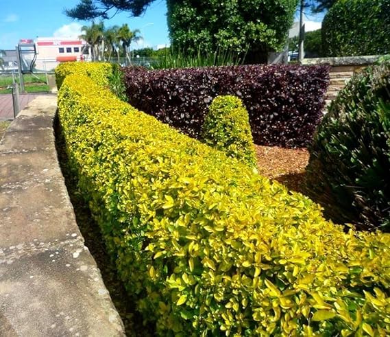 Generic Golden Duranta Live Hedge Plant Beautiful golden yellow Foliage ...