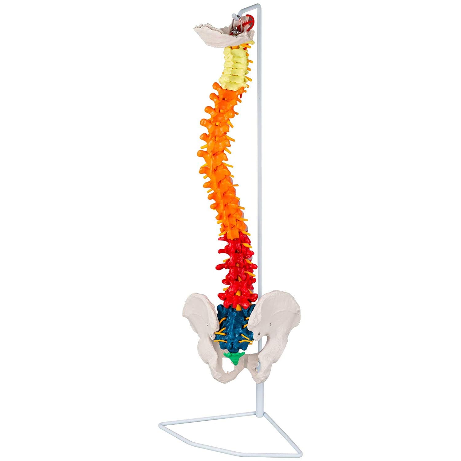 Buy VEVOR Vertebral Column Model 33Inch/85cm Total Height Skeleton ...