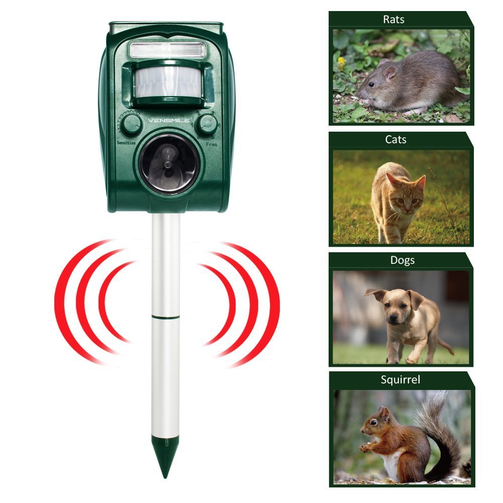 Can Dogs Scare Away Rats