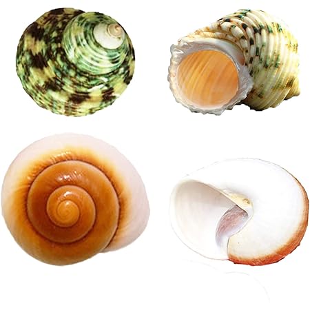 Amazon.com: SEAJIAYI Hermit Crab Shells Turbo Shells 4pcs Assorted ...