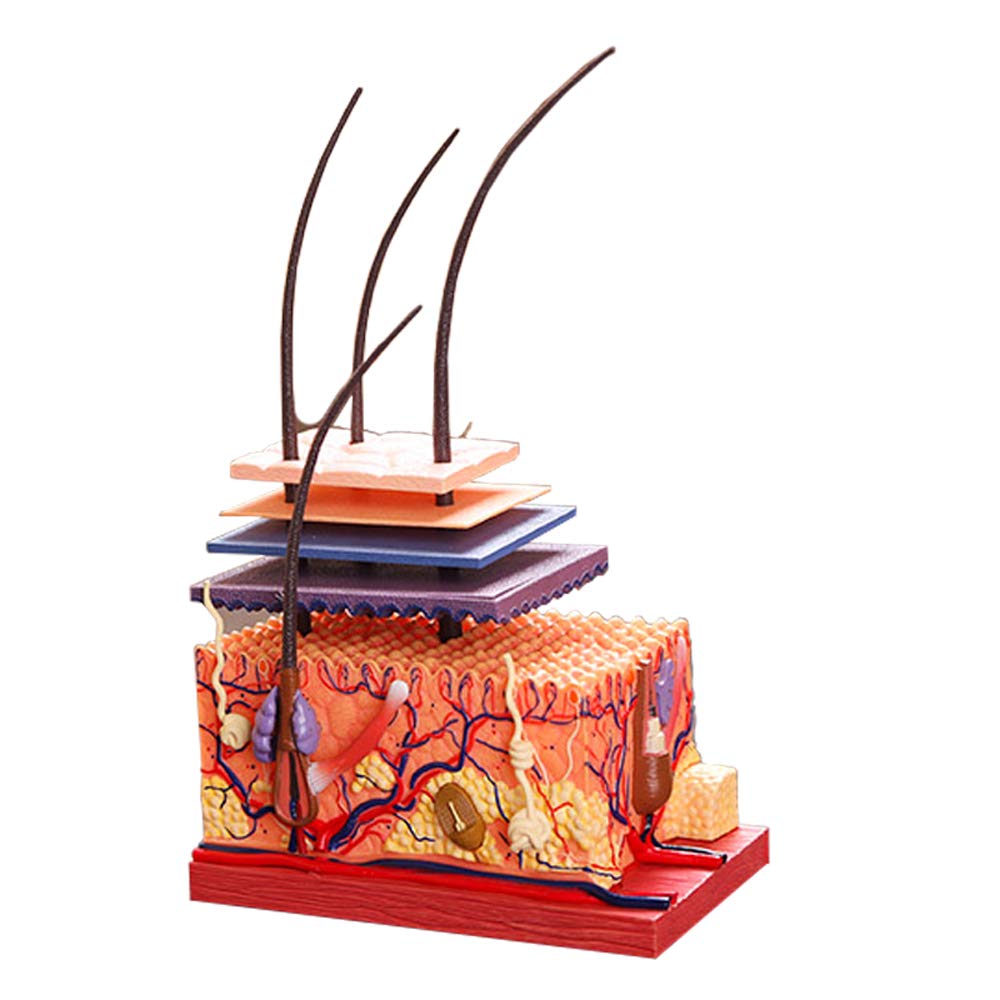 Buy Human Skin Tissue Model, Anatomical Model Anatomy for Science ...