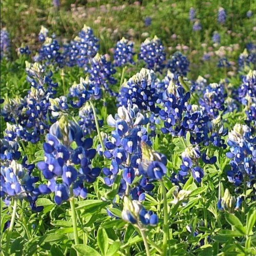 Amazon.com: Sweet Dreams of Texas : Brent Ellison: Digital Music