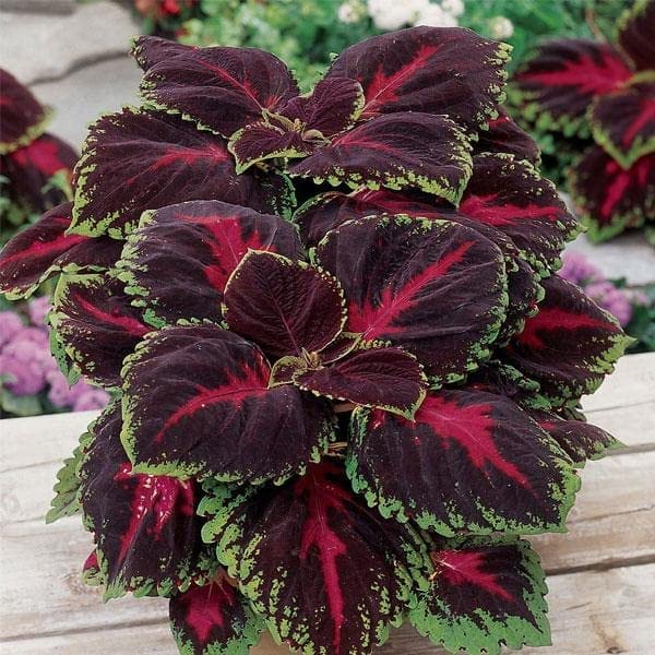 CosaCentrum Mint Panikoorka Cuban Oregano Succulent Coleus aromaticus ...