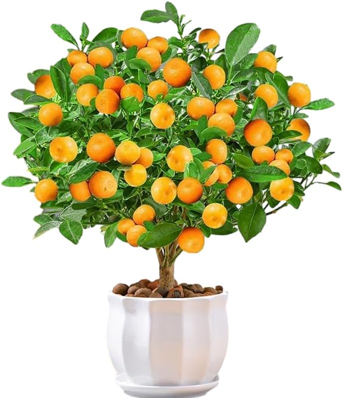 Amazon.com : Calamondin Citrus - Granulated Orange - Tangerine - Sugar ...