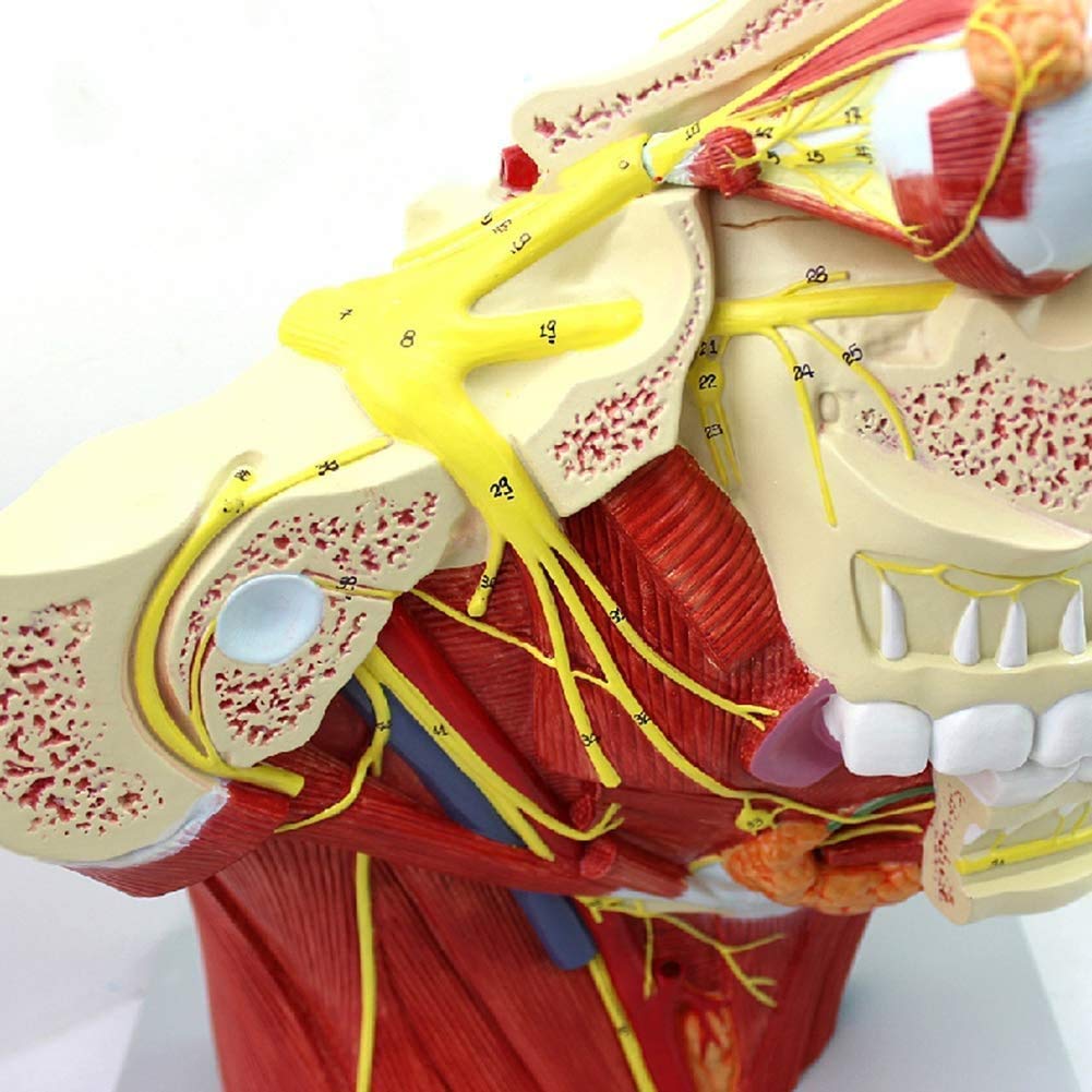 Cranial Nerves Model