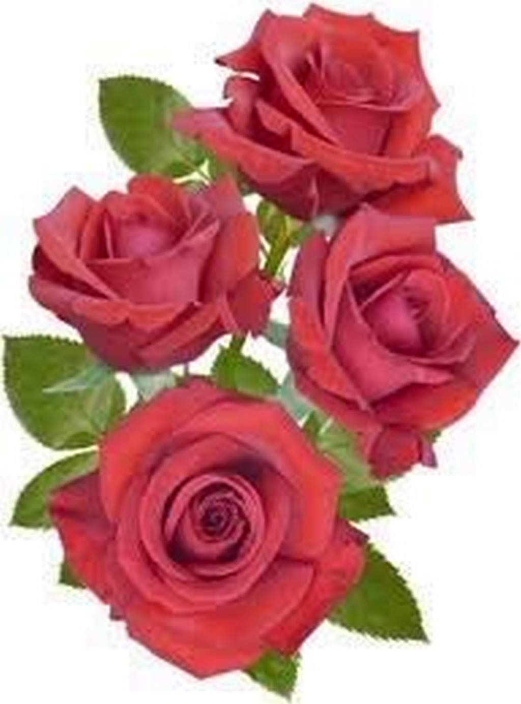 Creative Farmer Red Rose Desi Gulab Red Outdoor Live Flowering Plant D ...