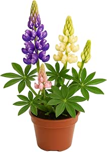 Amazon.com : Easy to Grow Lupine Mix - 2 Potted Plants in Quart Grower ...