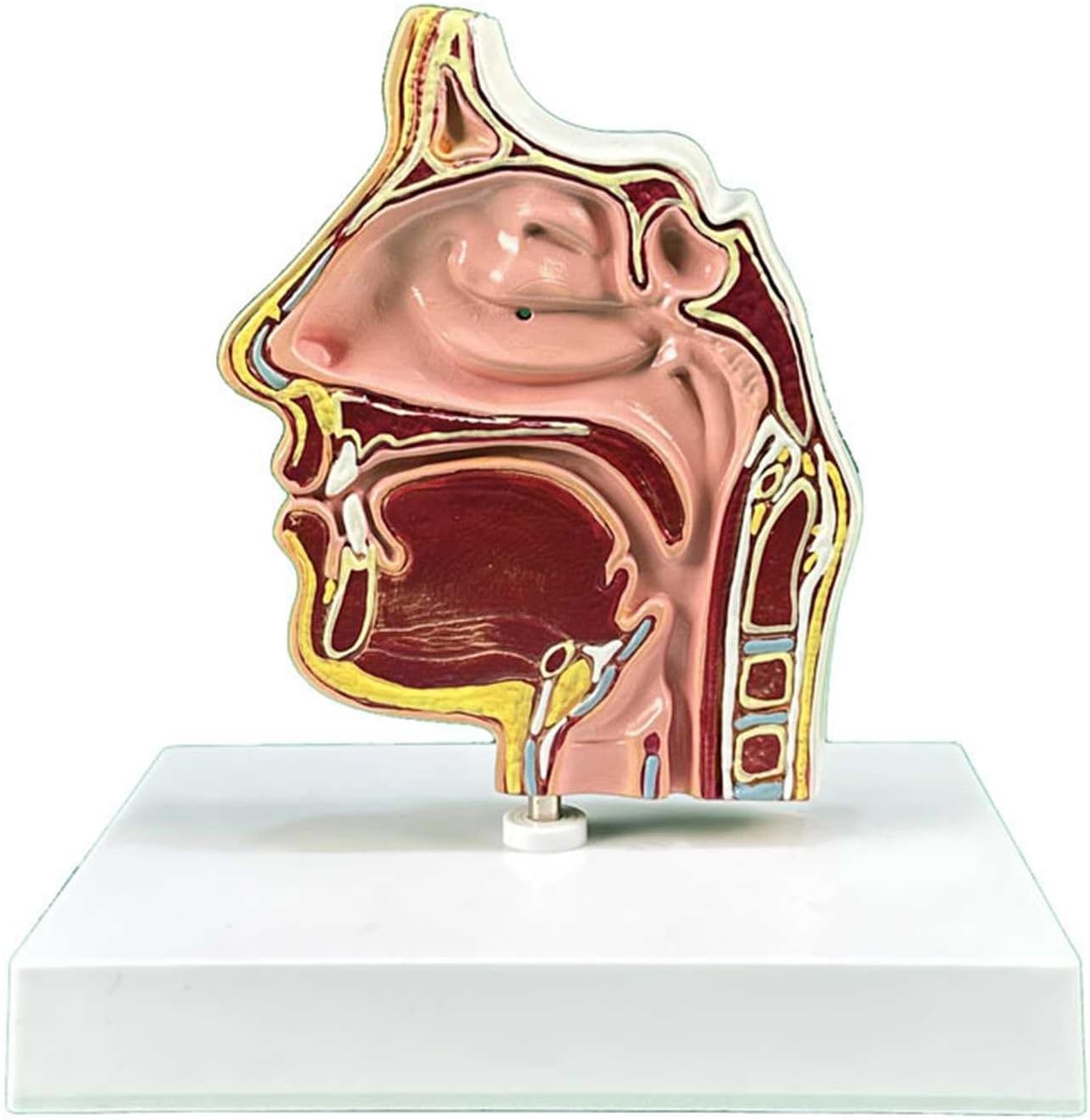 Modelo Nariz Humana Cavidad Nasal Anatomía Estructura ...