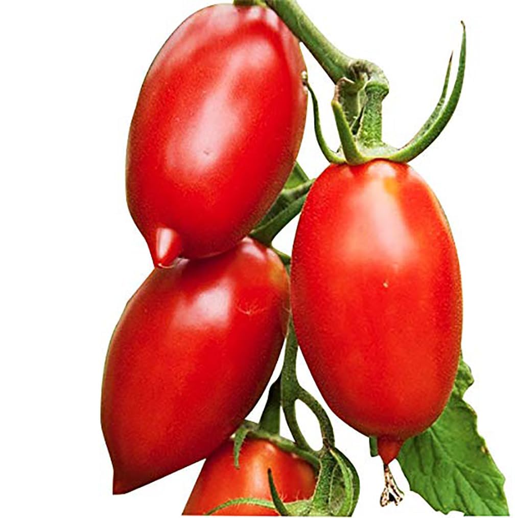 Amazon.com: Amish Paste Tomato Seeds = Best Paste Tomato for Sauces ...