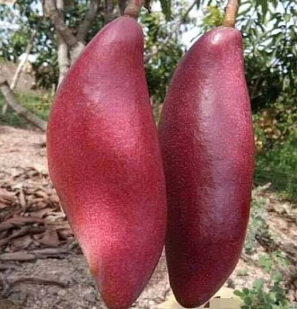 IXORA Mango Thai King of Chakapat Variety Grafted Aam Fruit Live Plants ...