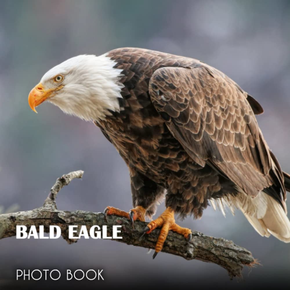 Bald Eagle Photo Book: Picture Book Of Bald Eagle With 30+ Photos ...