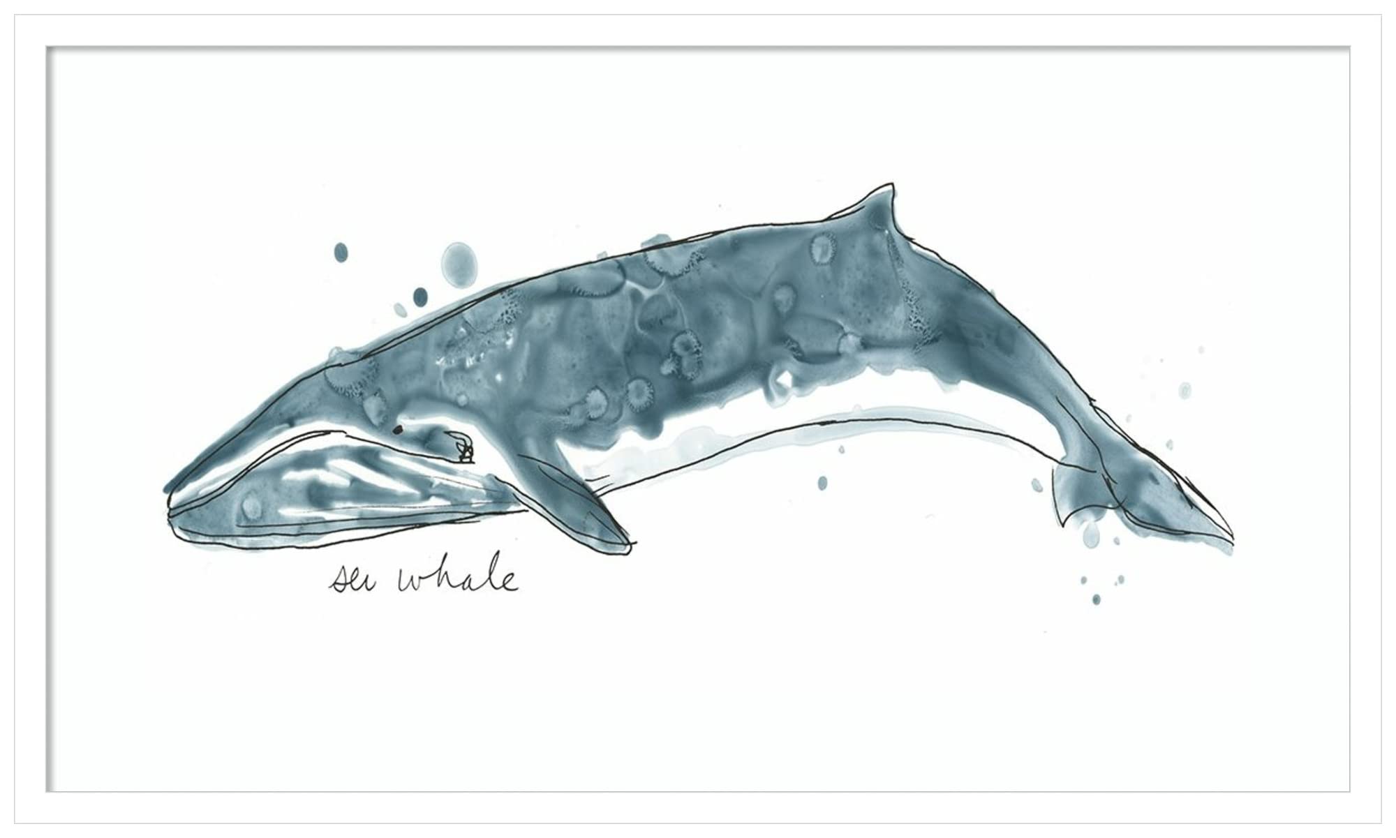 Cetaceans Sei Whale