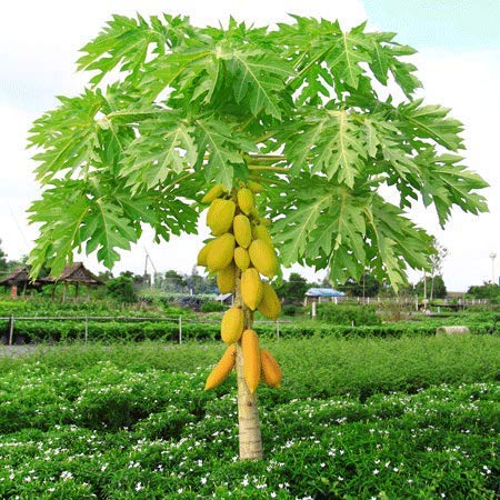 Amazing Plant papaya Fruit 'Thailand Dwarf Honey Papaya' Plant, 1 ...