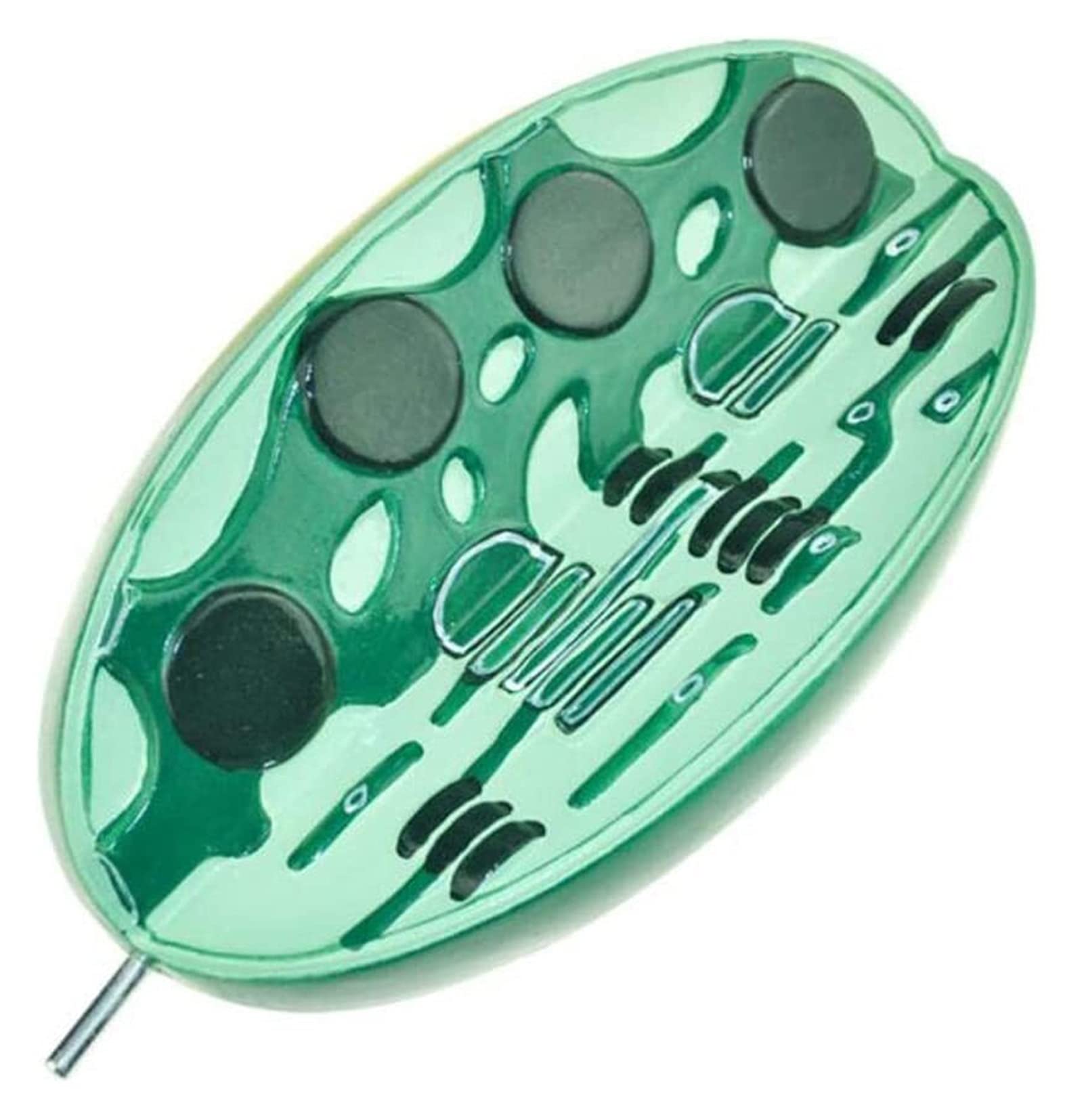 Buy ZAMAX Study Model Anatomical Anatomy Model Chloroplast Model ...