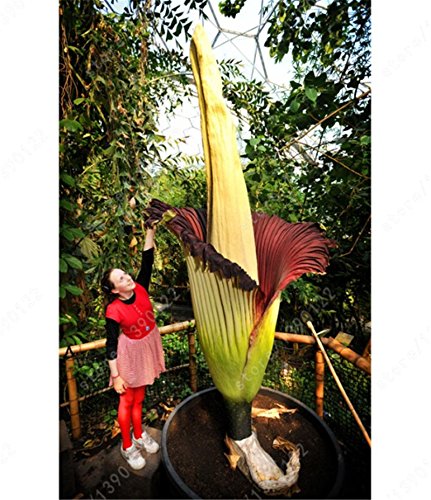 5 Seeds Corpse Flower The Titan Arum Is Also Known | Desertcart New Zealand