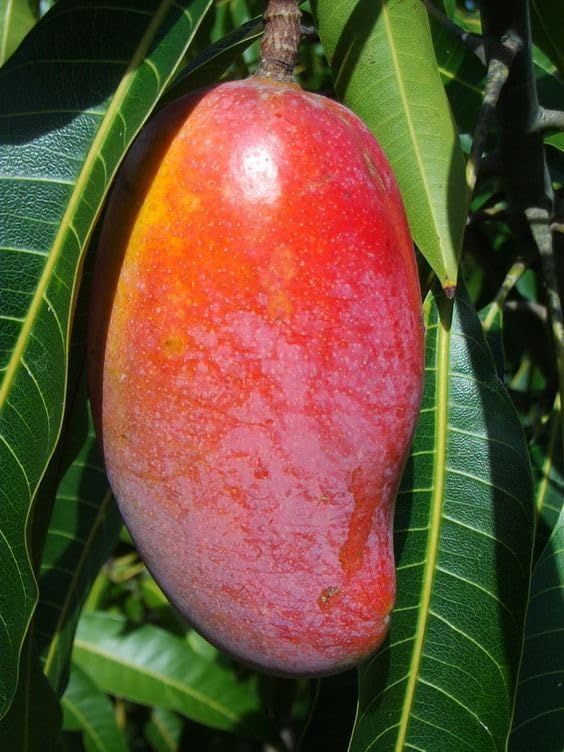 PLANTAURO SPECIAL Grafted Baramasi Mango Plant, All Season Fruiting ...