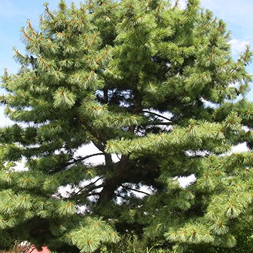 Amazon.com : Eastern White Pine Seeds Pinus Strobus Fast Growing ...