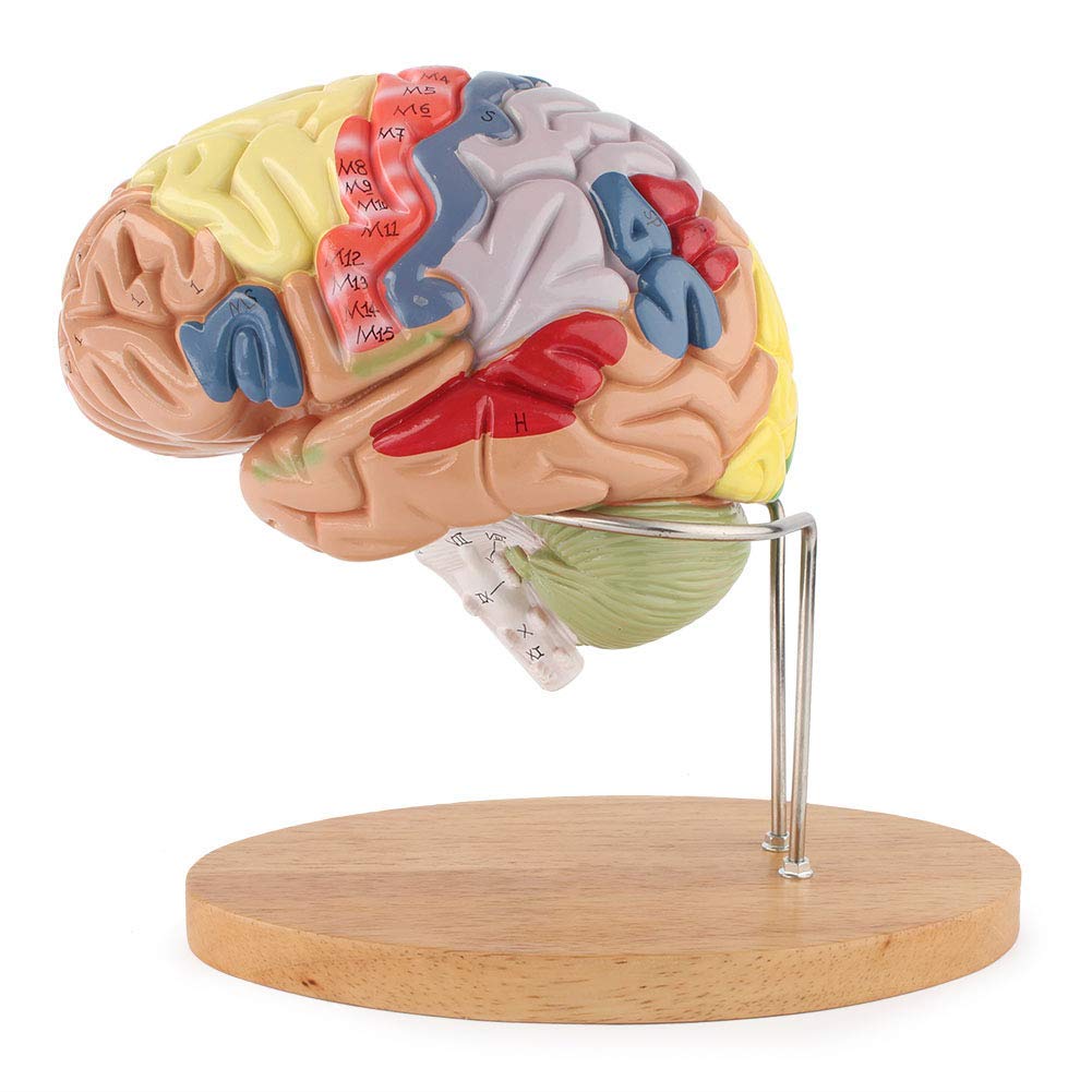 Buy Model Anatomical Human Structure Cerebral Cortex Nerve Of 4 Parts Advanced Human Brain