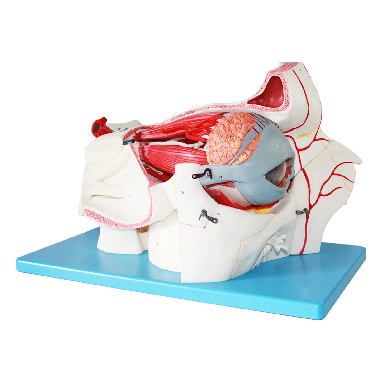 Buy 3X d Human Eye Anatomical Model, Anatomy Model Human Eye Model 9 ...