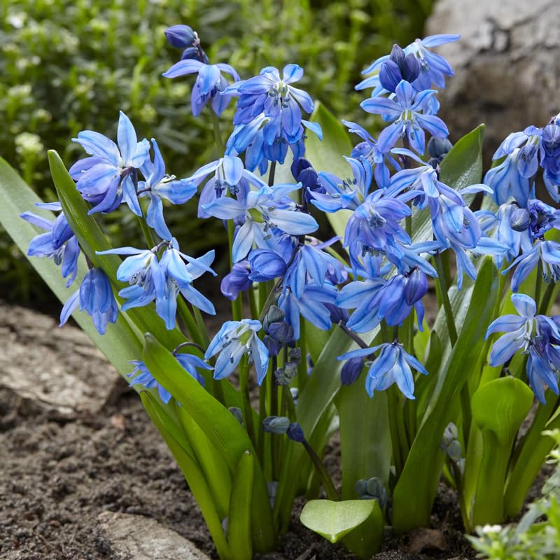 Amazon.com : Siberian Squill or Scilla Flower Bulbs - 25 Bulbs per Pack ...