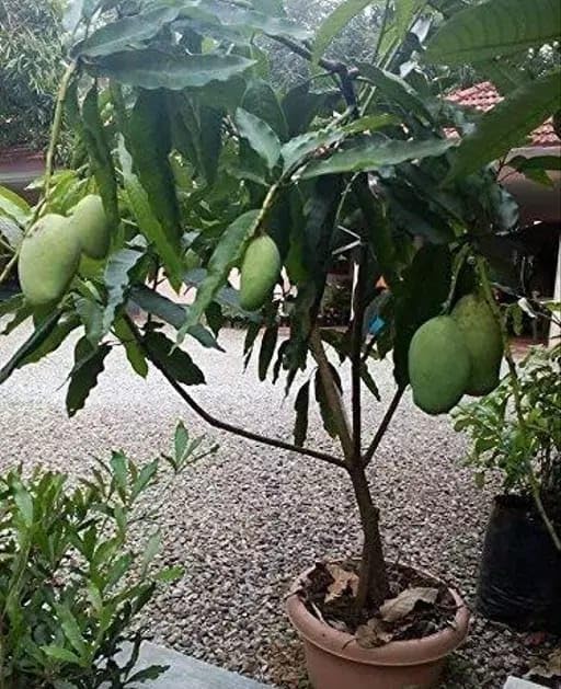 MITU Gardening Plant Himsagar Mango, Aam Hybrid (Grafted) Plant, Very ...