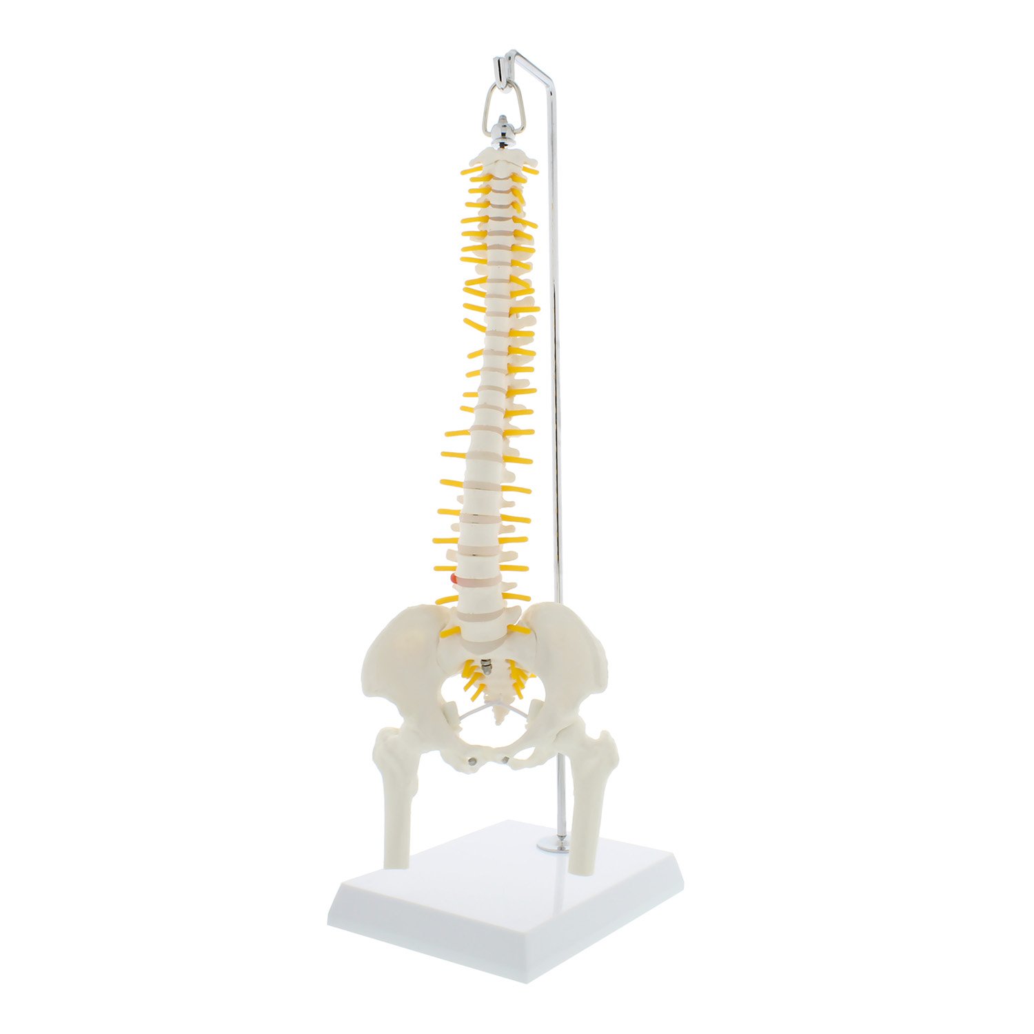 Buy MonMed Miniature Vertebral Column Model with Spinal Nerves, Pelvis ...