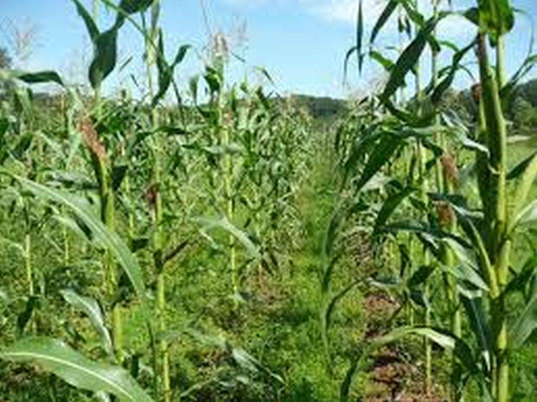 Plante Hominy Invasive Plants – Friends Of Hominy Creek Greenway