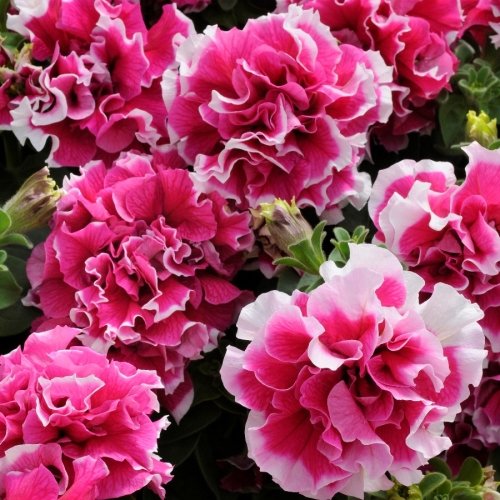 Kraft Seeds Petunia Double Mix Flower Seeds with 100gm Agropeat ...