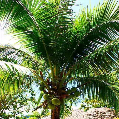 Mphmi Seedless Plant Fruit Plants Nariyal, Coconut Tree (Green) Plant ...