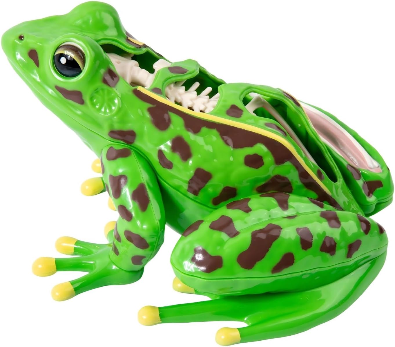 Amazon.com: 4D Vision Frog Anatomy Model, 23 Pcs Frog Dissection Puzzle Kit with Detachable ...