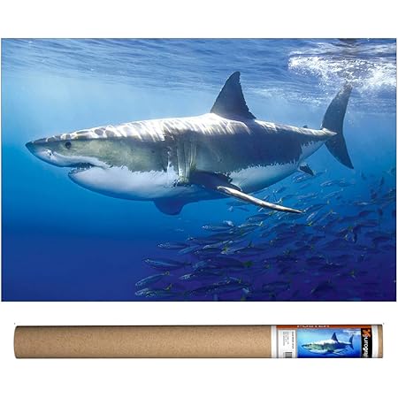 Amazon.com: Great White Shark Poster 36 x 24in: Posters & Prints