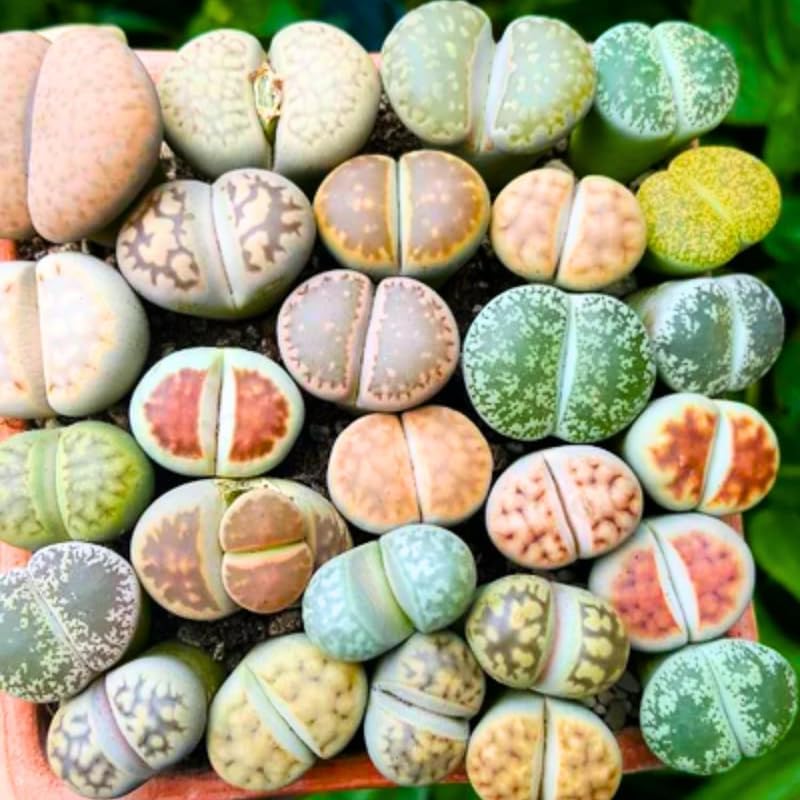 Amazon.com : Mix Lithops Succulents Plants Live Bulks, Pack 10 ...