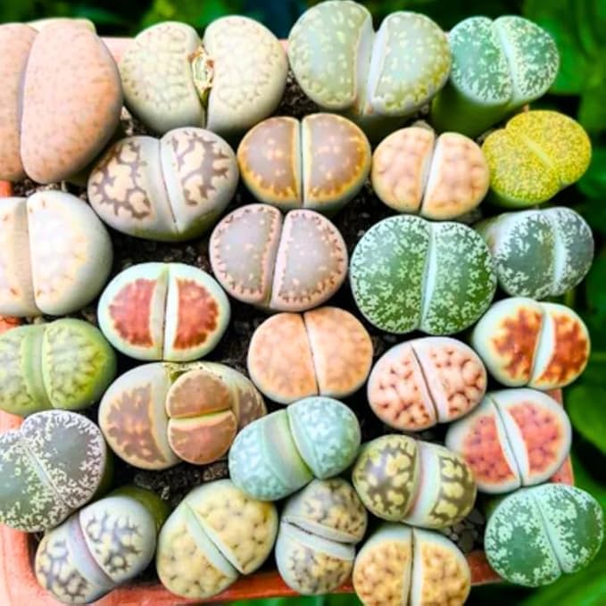 Amazon.com : Mix Lithops Succulents Plants Live Bulks, Pack 10 ...