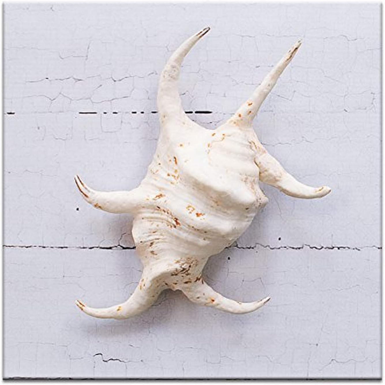 Amazon.com: Artist Lane 20ER - P2643 White Spider Conch Canvas Artwork ...