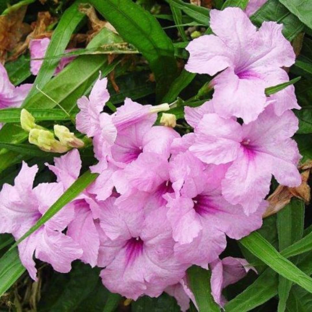Amazon.com : 2 Mexican Petunias Live Plants, Petunia Plants Live, Live ...