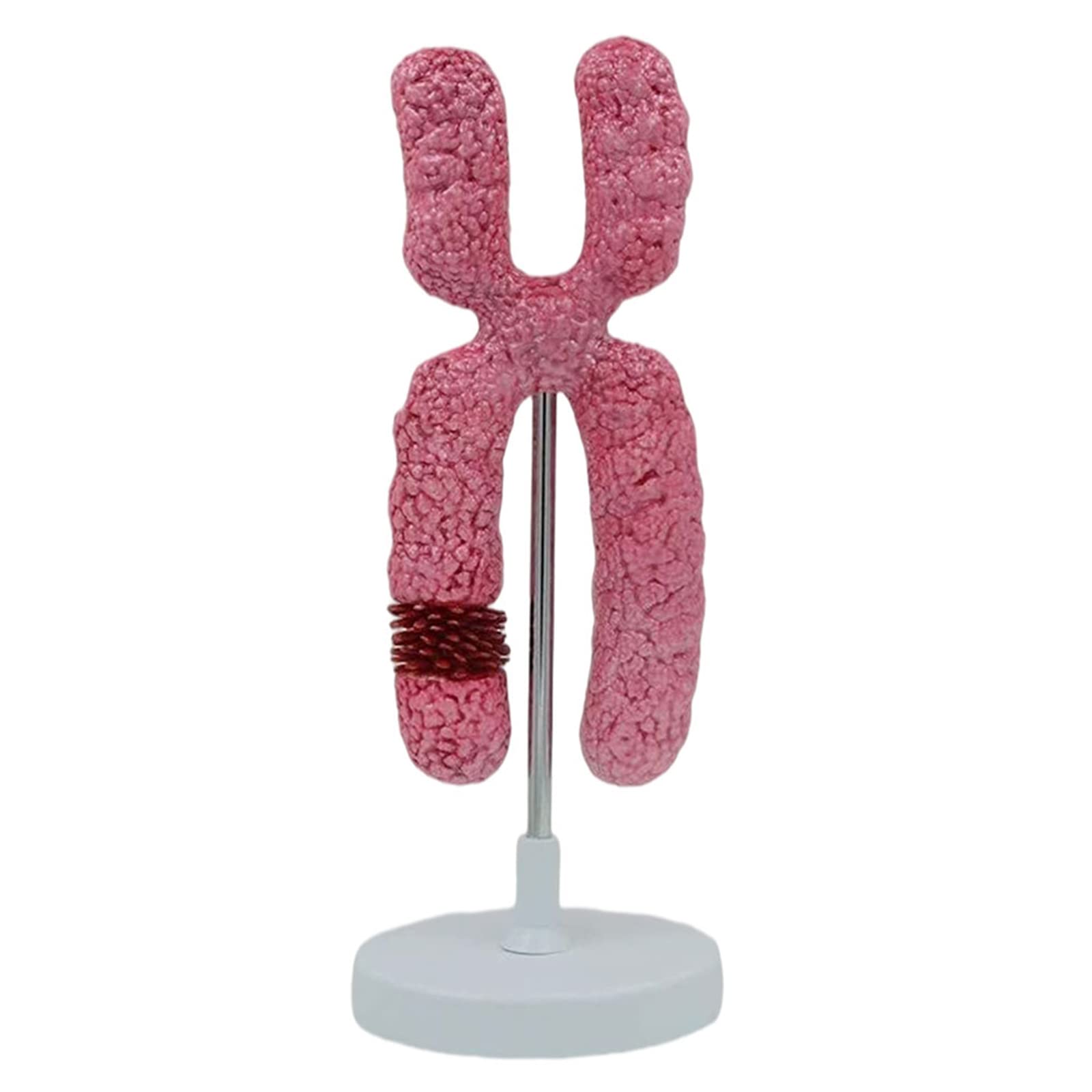 Human Chromosome Model Chromosome Amplify 10000x Model Meiosis ...