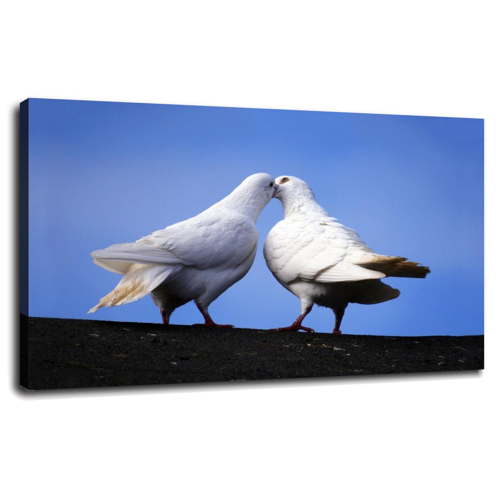 Two White Pigeons Love