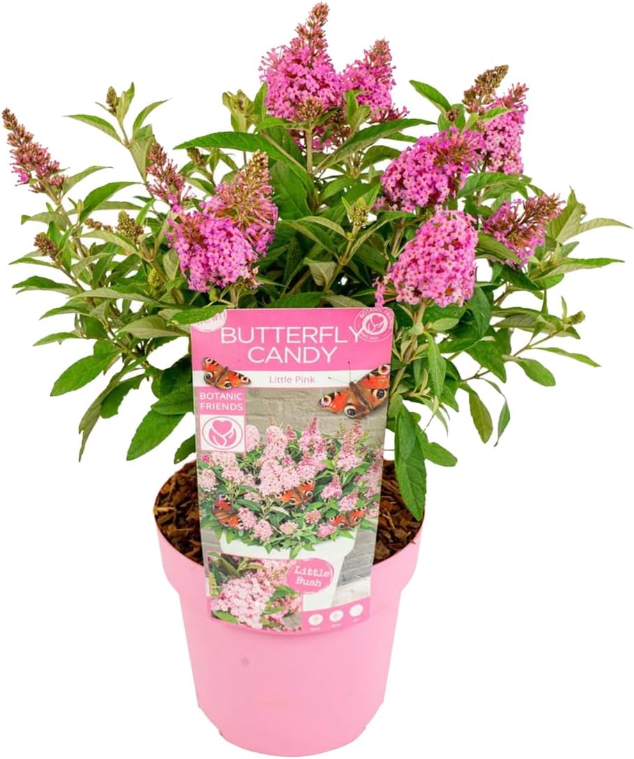 Bloomique - Buddleja Butterfly Little Pink - Schmetterlingsflieder ...