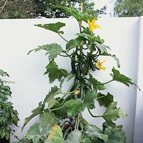 Amazon.com : Climbing Zucchini Seeds Climbing Courgette Long ...