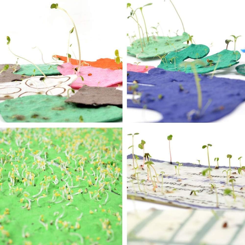 Seeded Paper Shapes – Pack of 100 Plantable Seed Paper Shapes (Ladybird ...