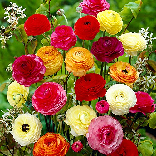 The Ultimate Guide to Growing Ranunculus Successfully in Pots - TheArches