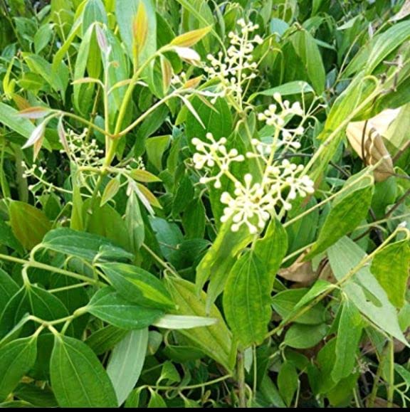 Balbasaur Vazhana (Malabathrum) Tej Patta, Tamalpatra, Indian Spice Bay ...