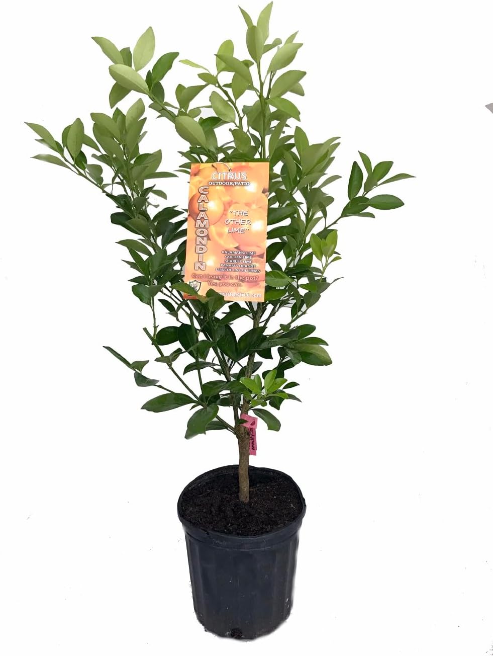 Amazon.com : Panama Orange Tree - Calamondin- 6" Pot - No Shipping to ...