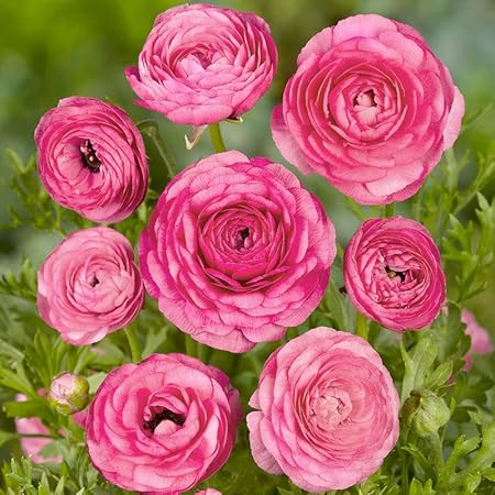 Amazon.com : 25 Mixed Ranunculus Bulbs for Planting - Buttercup Color ...
