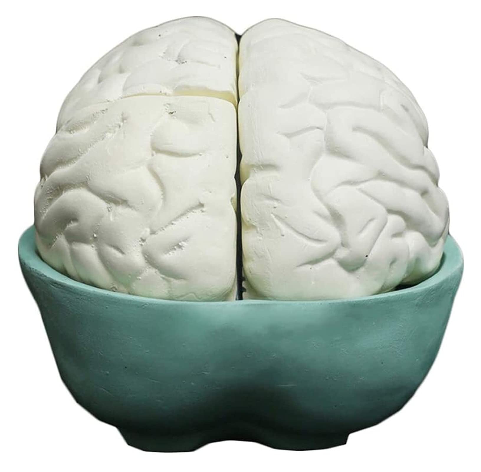 Buy Study Model Brain Anatomical Model Medical Anatomical Brain Model ...